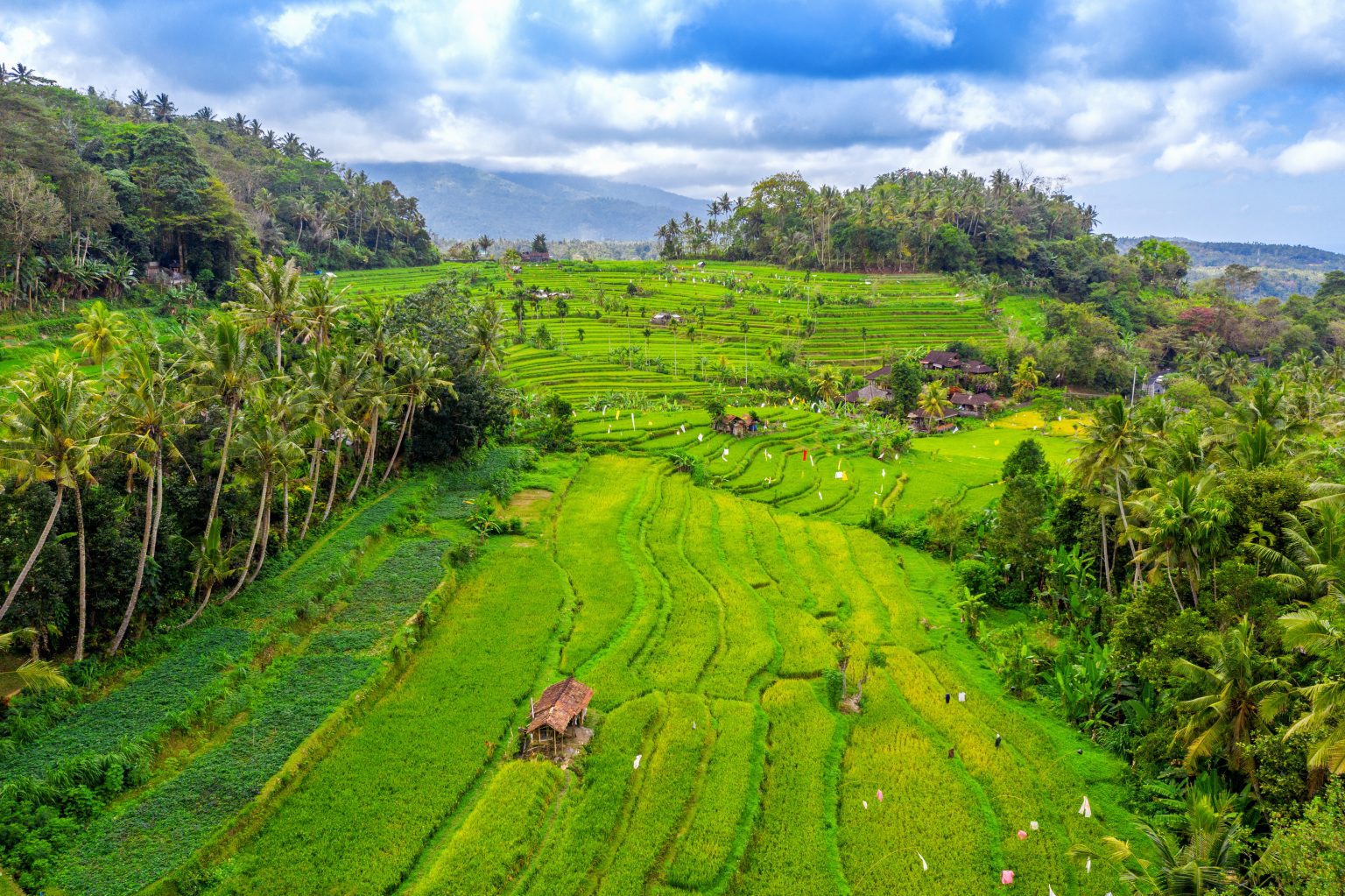 Las mejores Terrazas de Arroz de Bali (Incluye MAPA) | Viajes y Tips