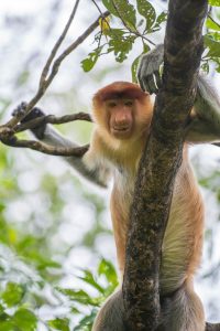 Safari por el Río Kinabatangan (Borneo): Guía completa 2026 | Viajes y Tips